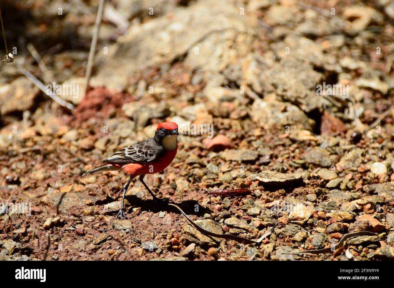 Red capped robin petroica goodenovii hi-res stock photography and ...
