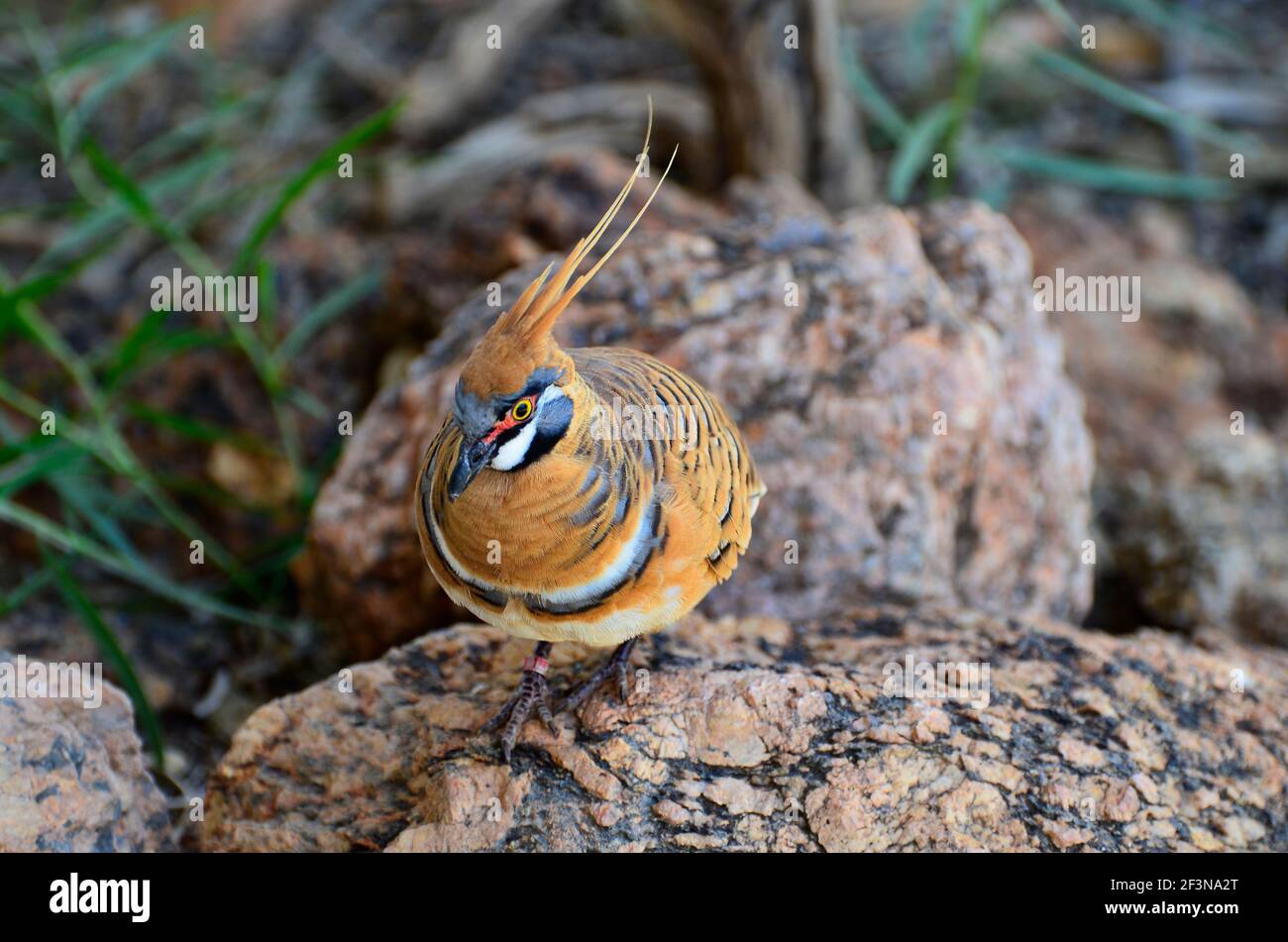 Plumed birds hi-res stock photography and images - Alamy