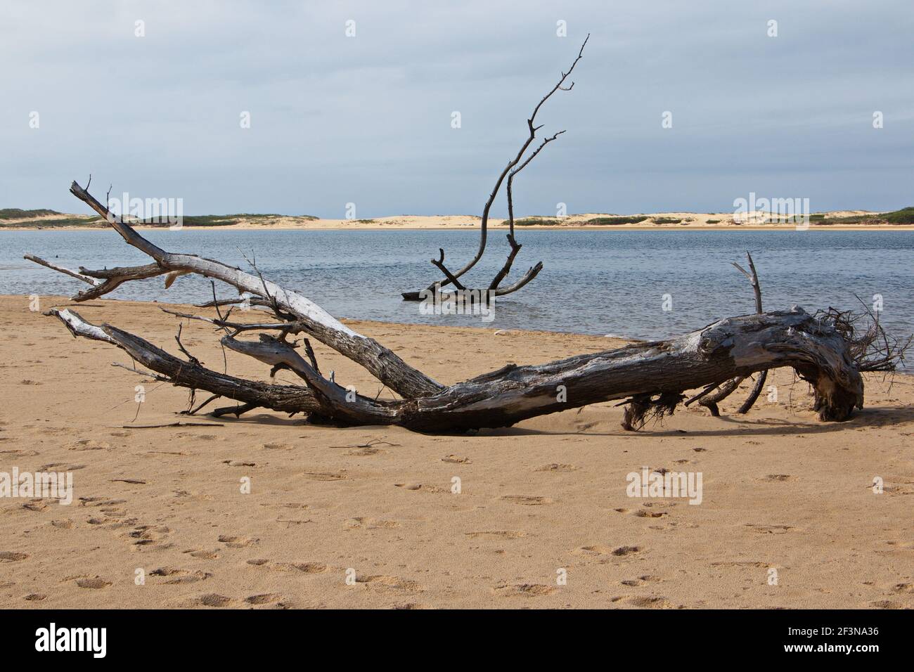 Driftwood on the beach in Marlo in Australia Stock Photo - Alamy