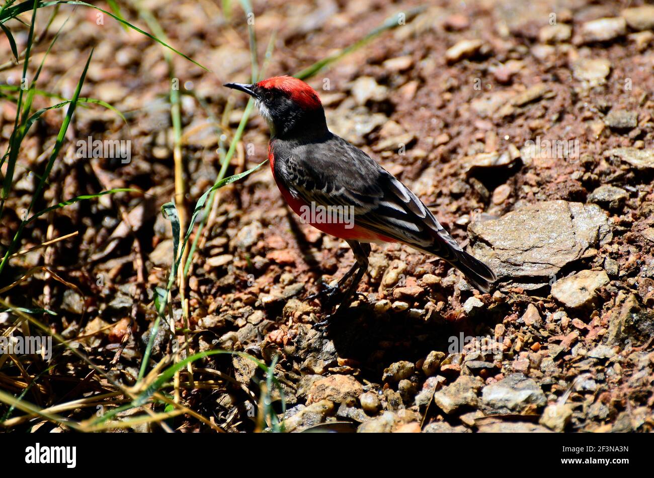 Australia, crimson chat aka saltbush canary Stock Photo - Alamy