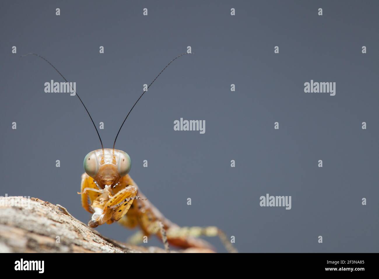 Panther mantis (Tarachodula pantherina Stock Photo - Alamy