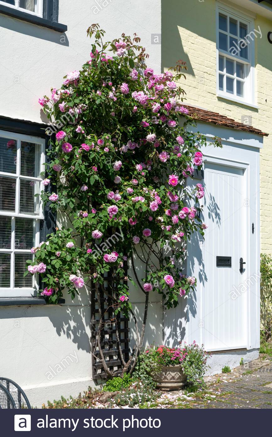 Roses Around The Door High Resolution Stock Photography and Images - Alamy