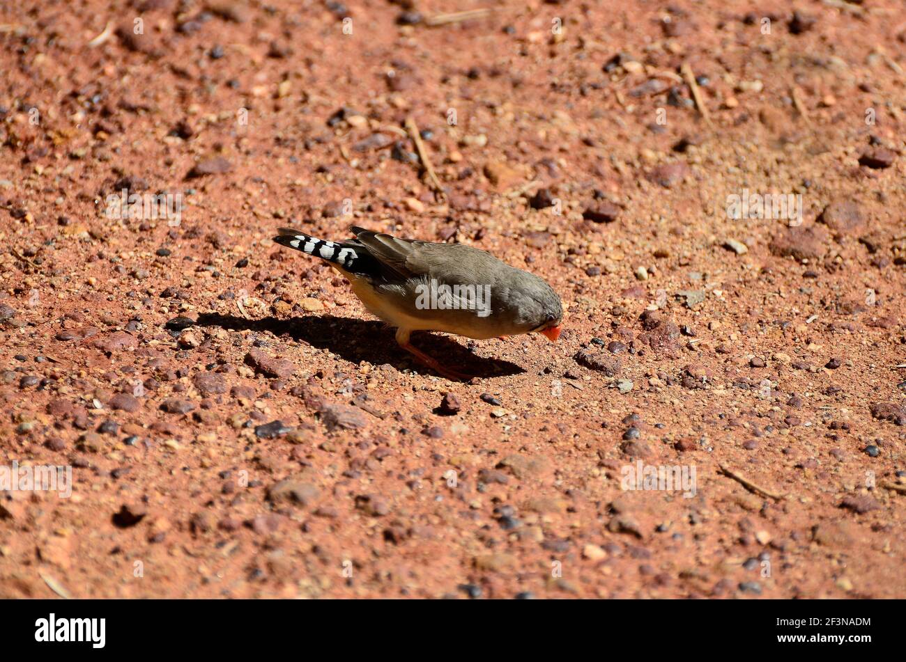 Australia, diamond firetail finch Stock Photo - Alamy