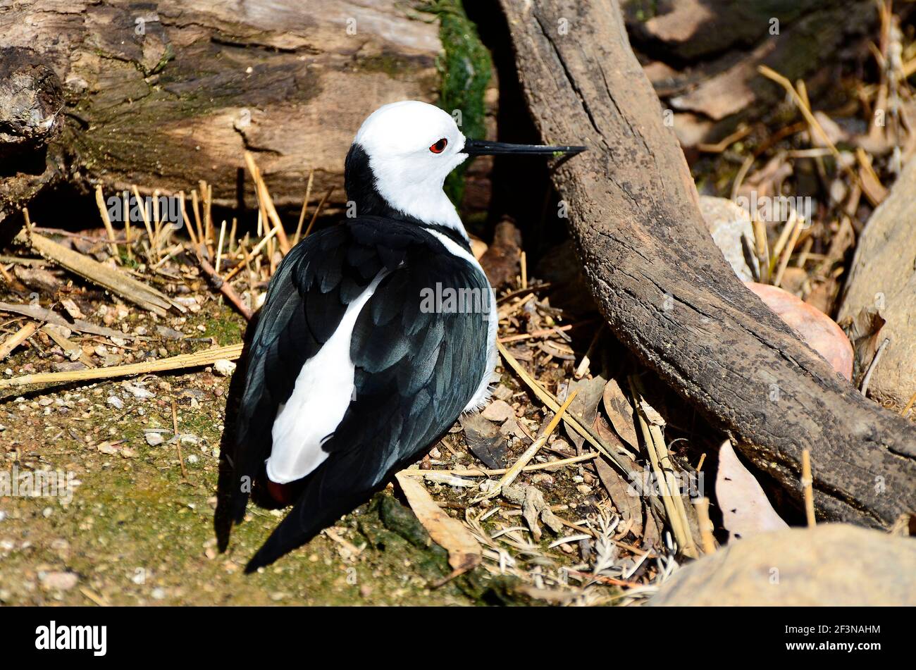 Australia, black-winged stilt Stock Photo - Alamy