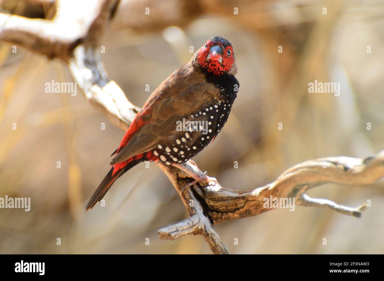 Australia, painted finch Stock Photo - Alamy