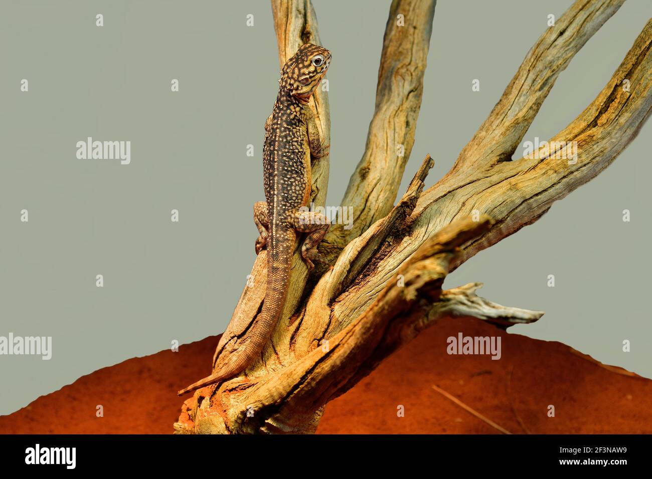 Australia, central netted dragon lizard Stock Photo - Alamy