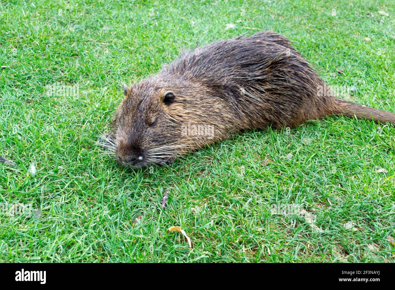 Cute nutria eating on river hi-res stock photography and images - Alamy
