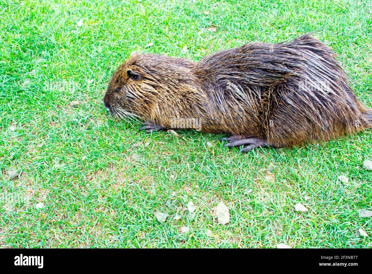 Wild domestic animal nutria hi-res stock photography and images - Alamy