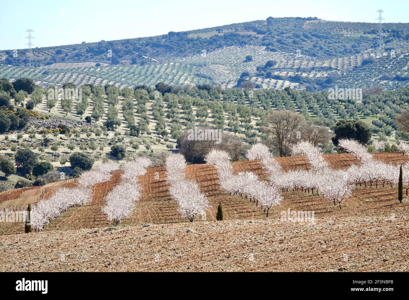 Andalusian rural landscape at sunrise with hills and different types of ...