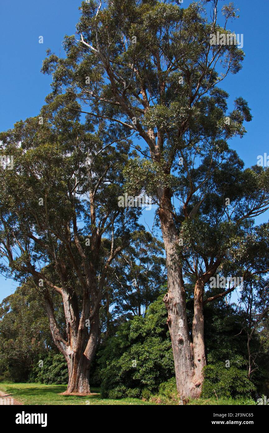 Eucalyptus tree giant victoria hi-res stock photography and images - Alamy