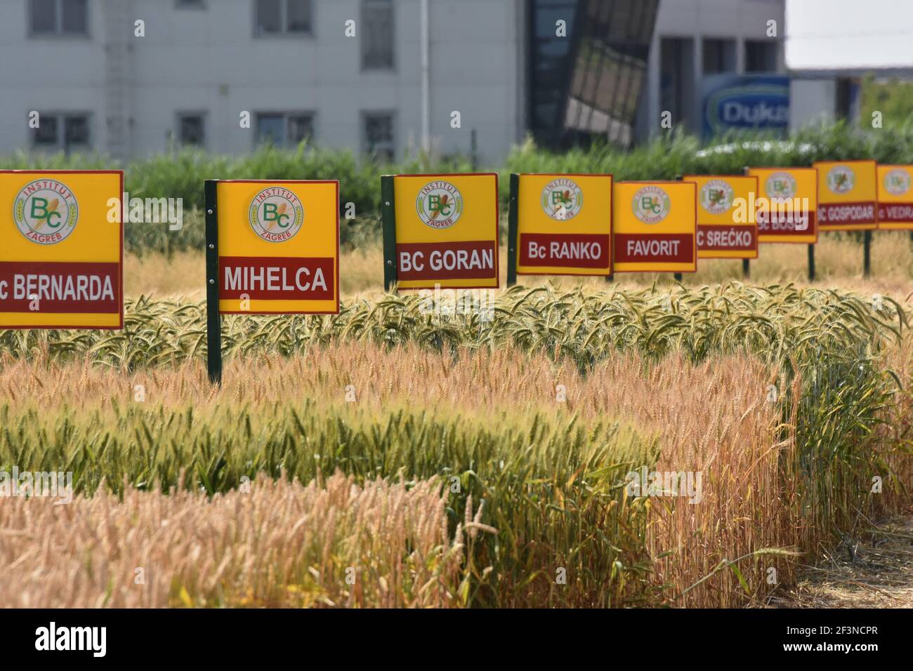 Cereal trials hi-res stock photography and images - Alamy
