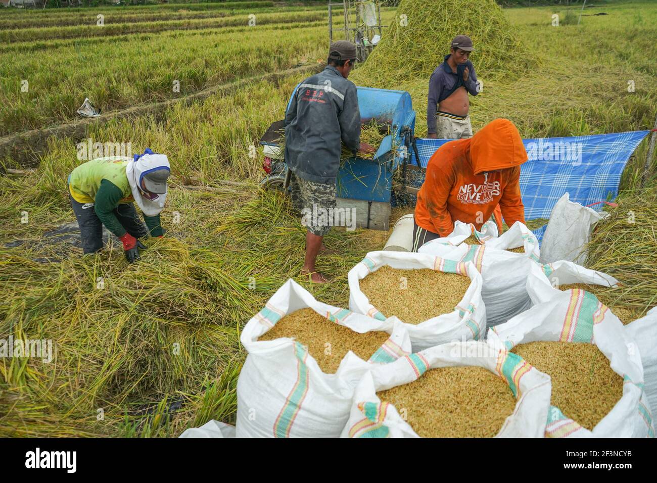Separating rice hi-res stock photography and images - Alamy
