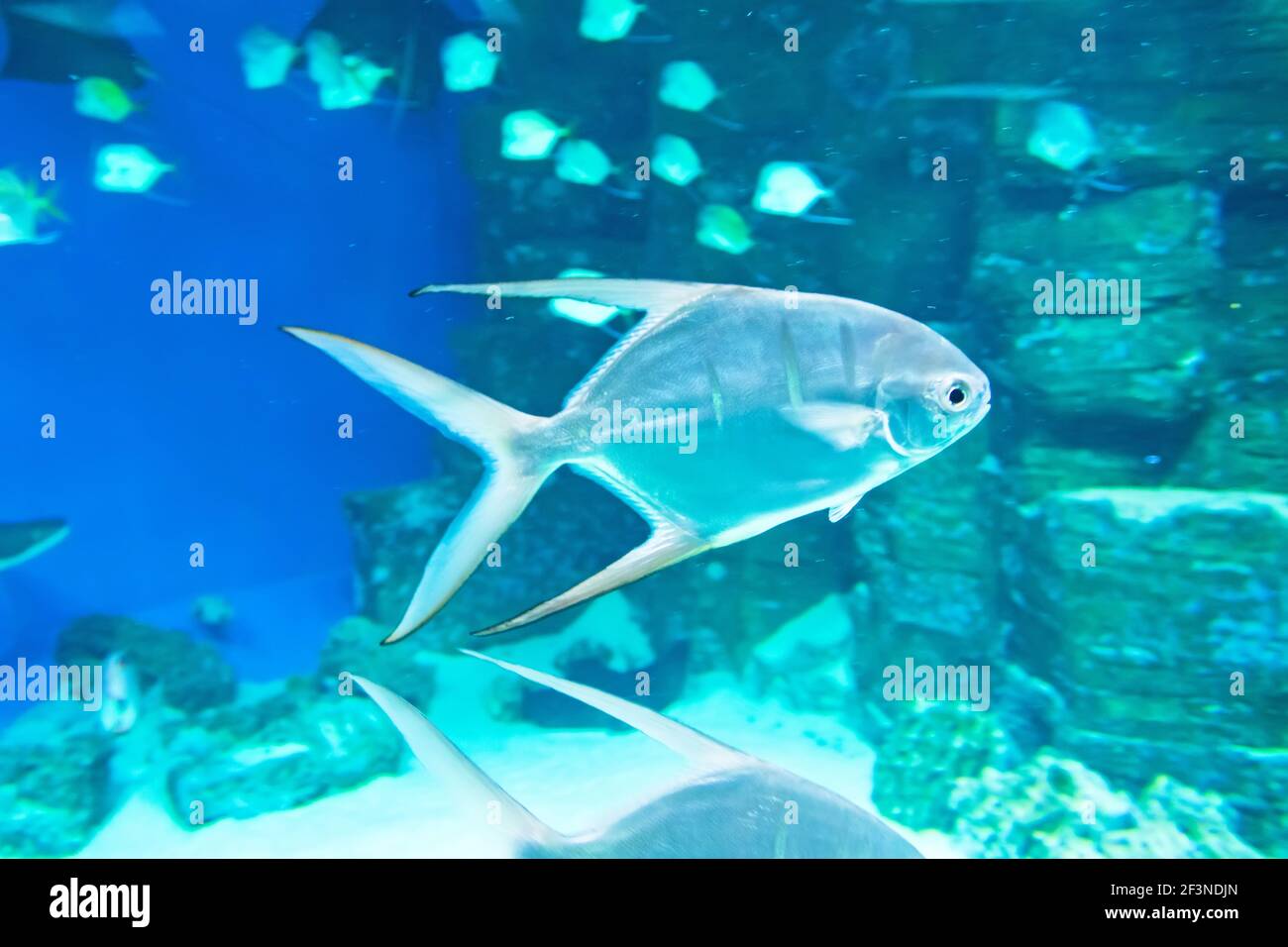 Permit fish hi-res stock photography and images - Alamy