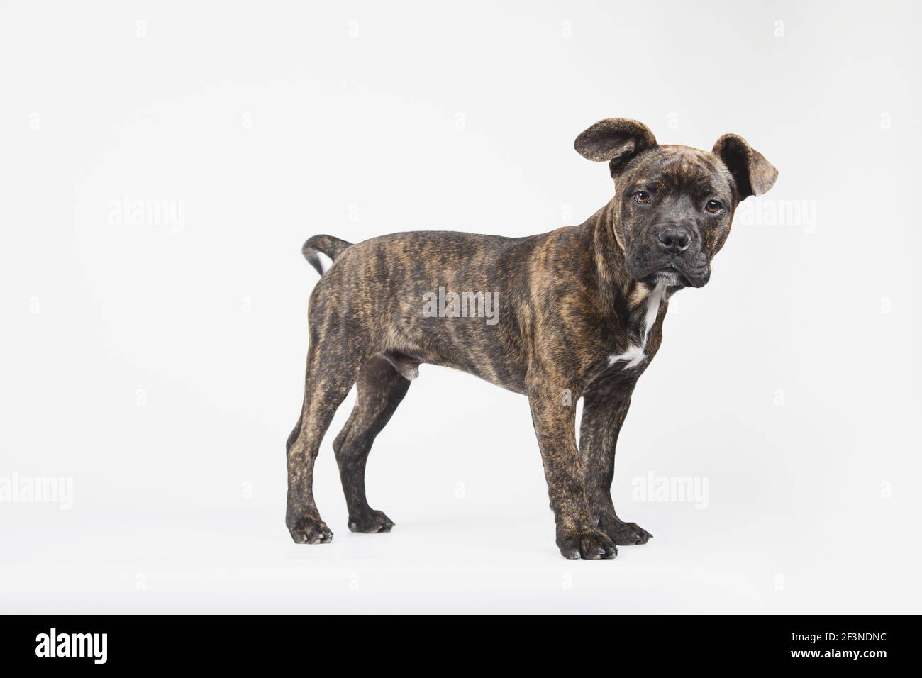 A side view of a young American staffordshire terrier dog standing ...