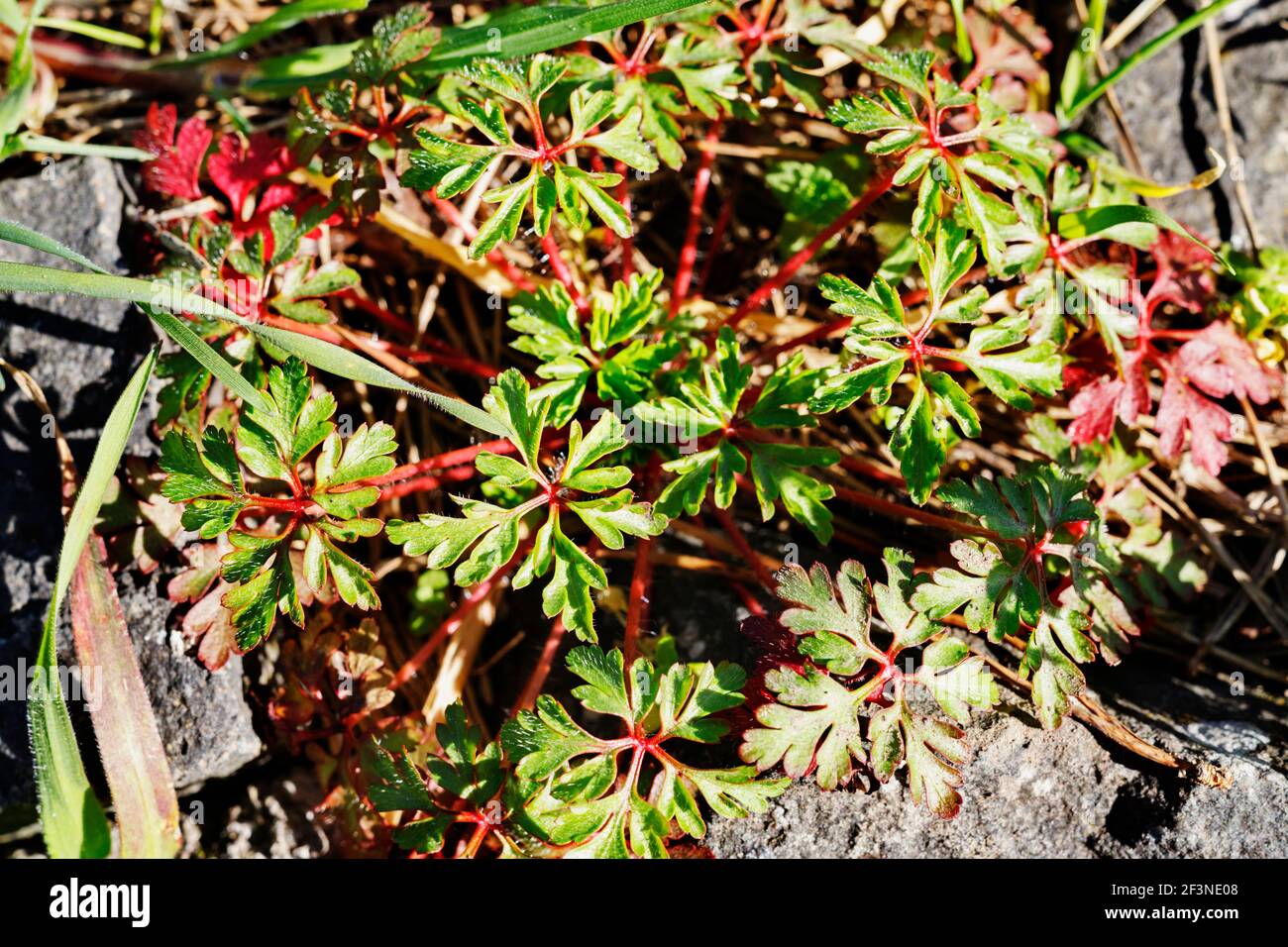 Storksbill hi-res stock photography and images - Alamy