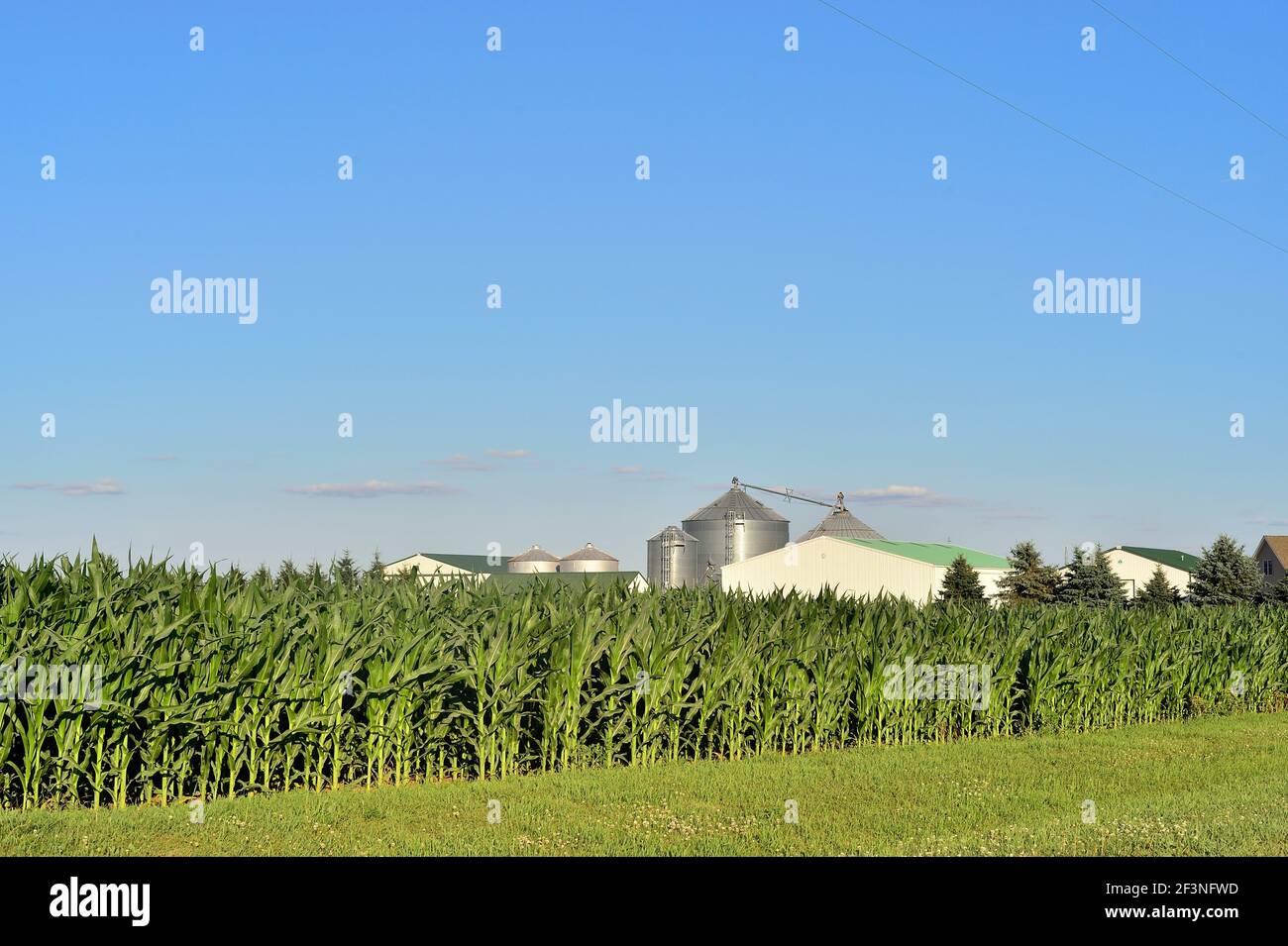 Maple Park, Illinois, USA. A maturing corn crop partially obscures ...
