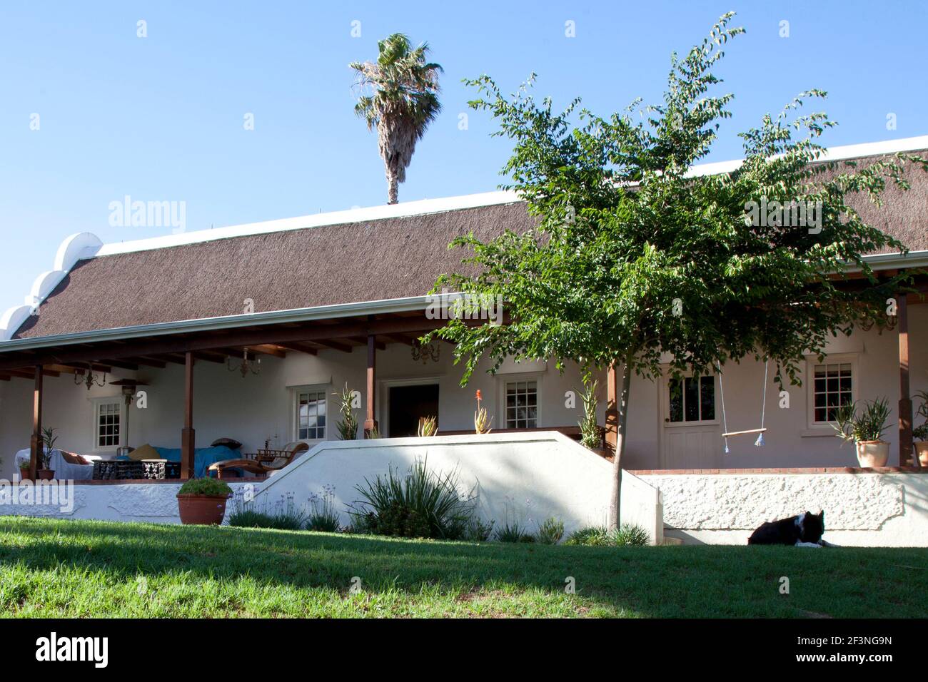 Cape Dutch Farm house with thatch roof and large patio. Dog in the ...