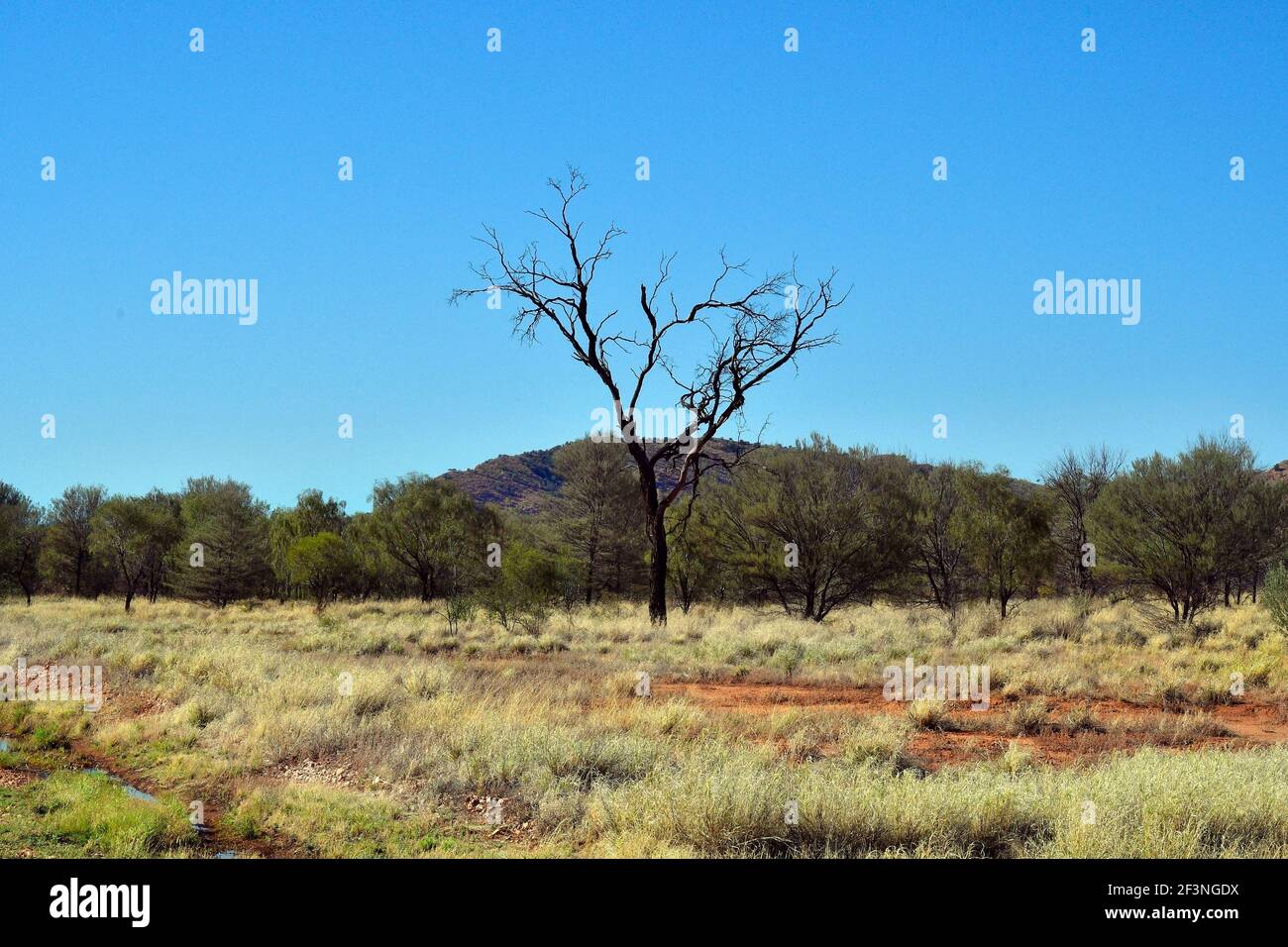 Australia, dead try in outback of Northern Territory Stock Photo - Alamy