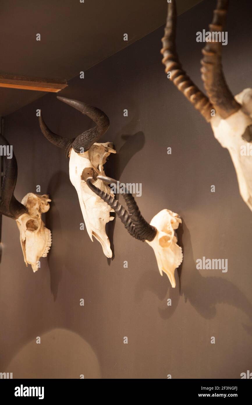 Buck skeleton heads and horns hung on dark gray wall in entrance hall ...