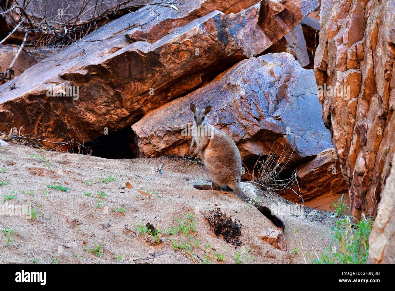 Australia, NT, McDonnell Range, rock wallaby in Simpsons Gap Stock ...