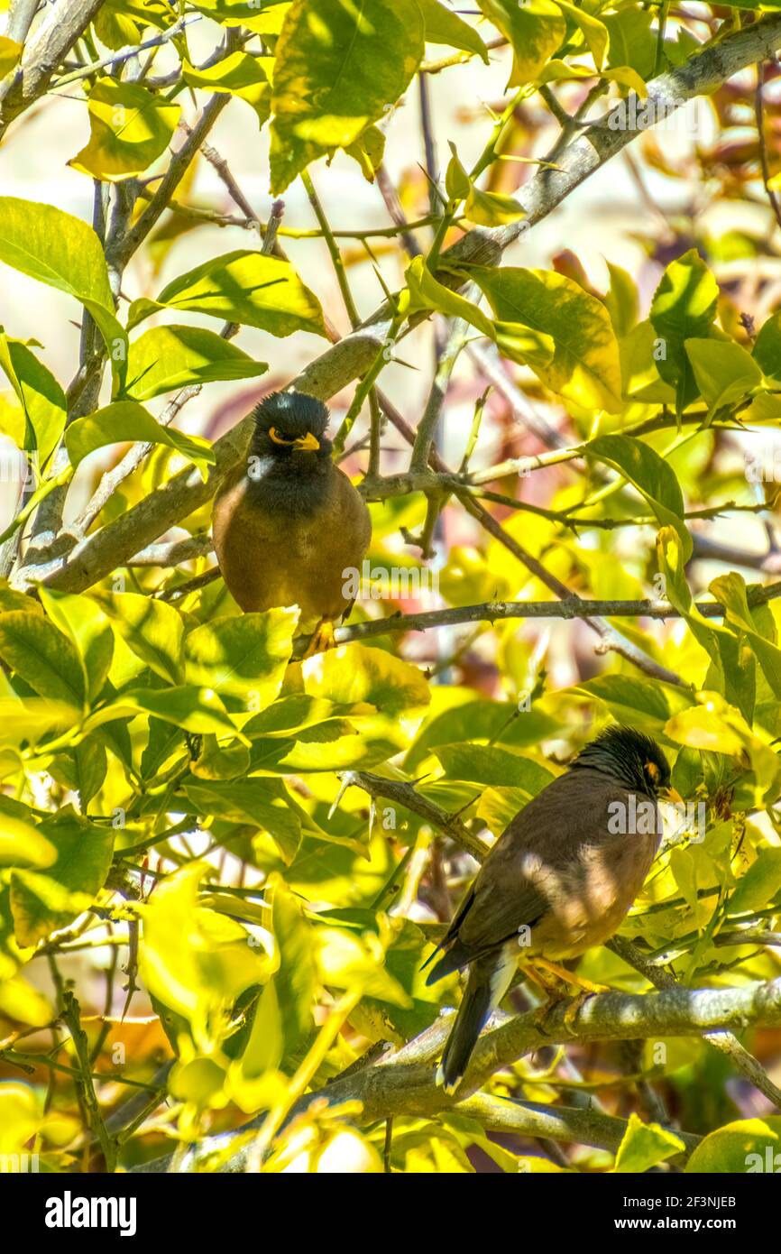 Common myna bird nesting hi-res stock photography and images - Alamy