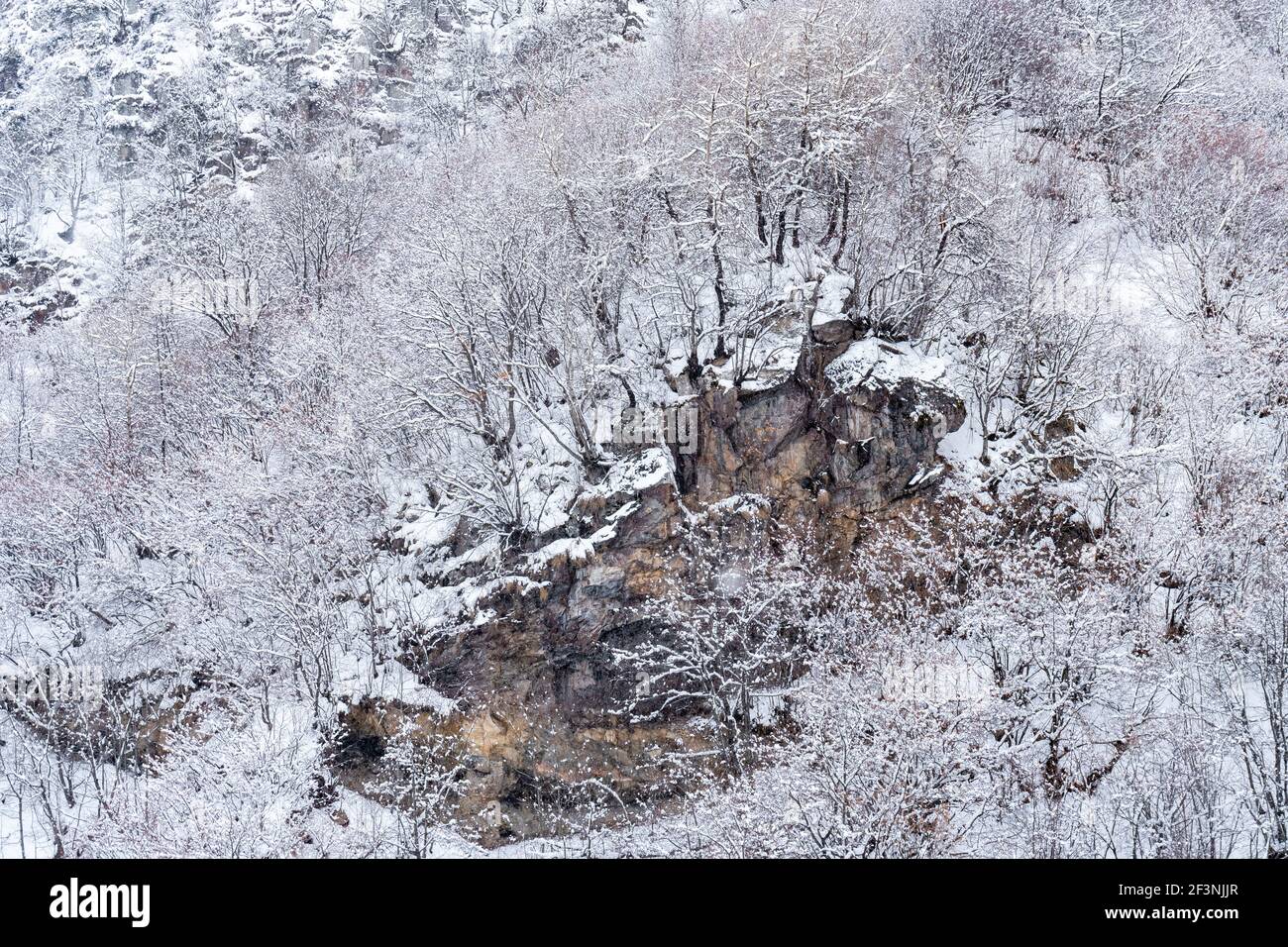 Snow on the branches of trees after a snowfall. Beautiful winter ...