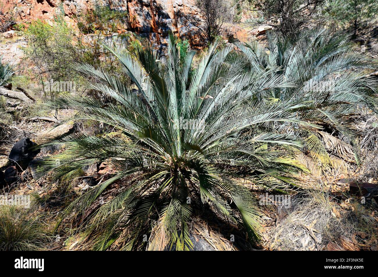 Australia, NT, McDonnell range cycads in Standley Chasm Stock Photo - Alamy