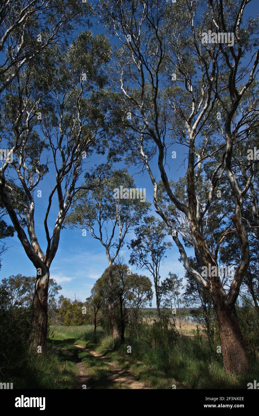 Sale Common – River Heritage & Wetlands Trail in Victoria in Australia ...