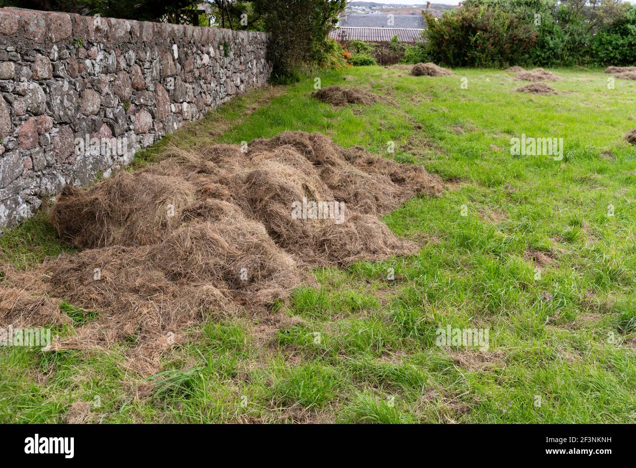 Mowed grass drying for hay on the island of Iona Stock Photo - Alamy
