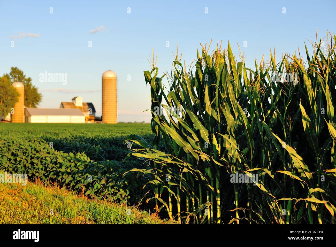 Corn crops farm hi-res stock photography and images - Alamy