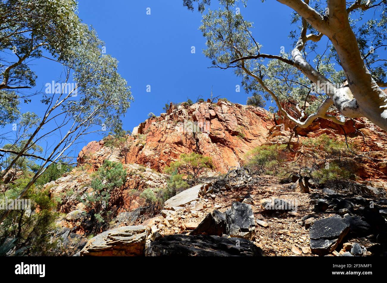 Australia, NT, eucalyptus trees and rocks in Standley Chasm Stock Photo ...