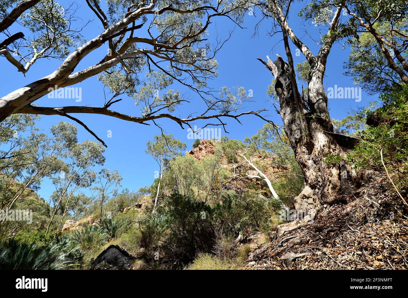 Australia, NT, eucalyptus trees and rocks in Standley Chasm Stock Photo ...