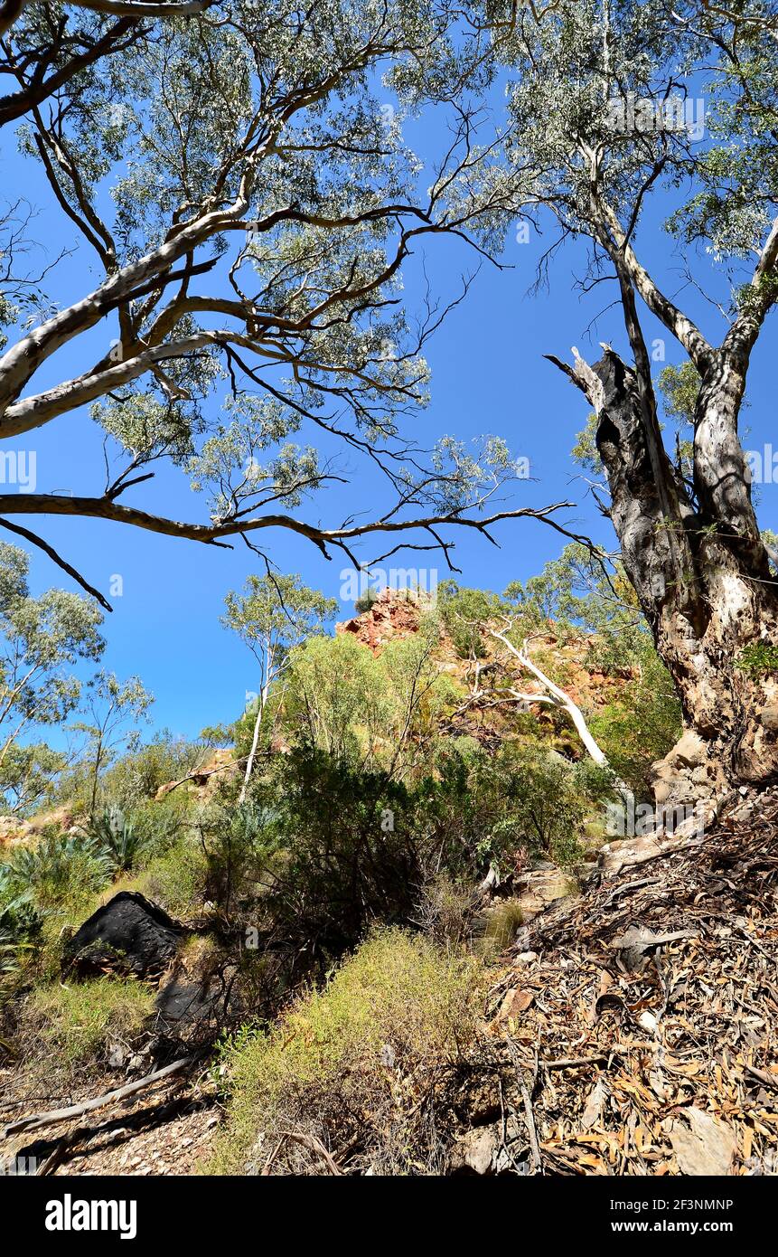 Australia, NT, eucalyptus trees and rocks in Standley Chasm Stock Photo ...