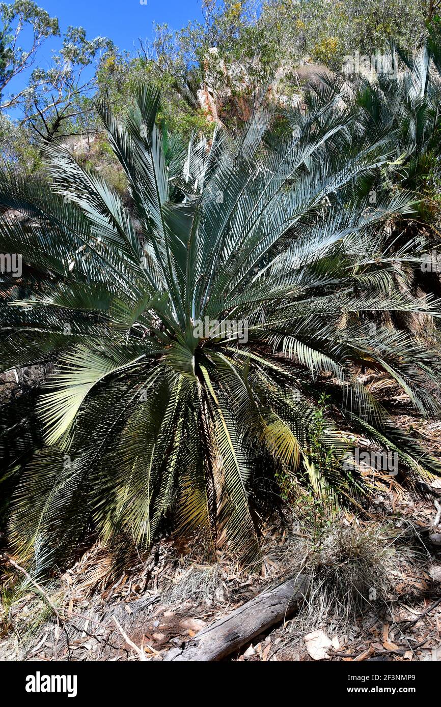 Cycads Australia High Resolution Stock Photography and Images - Alamy