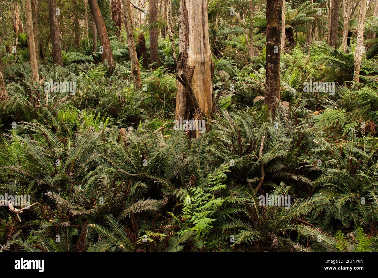 Hiking trail in the rain forest in Wilsons Promontory National Park in ...