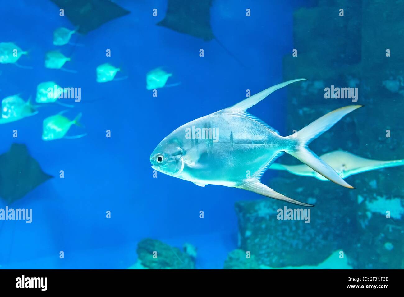 Palometa fish hi-res stock photography and images - Alamy
