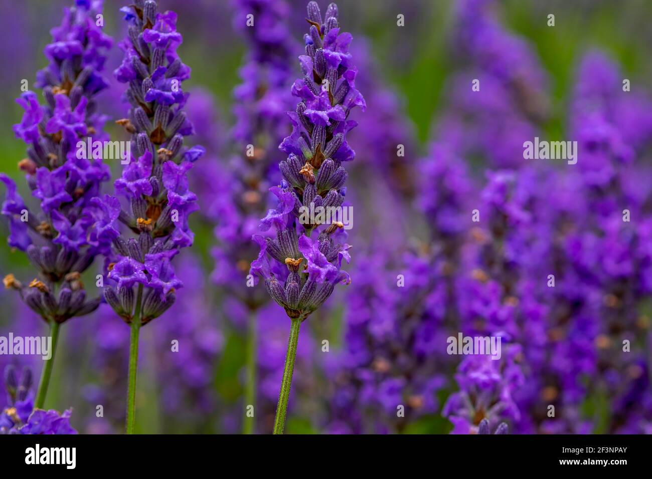 Violet lavender field of the French Provence for your floral background ...