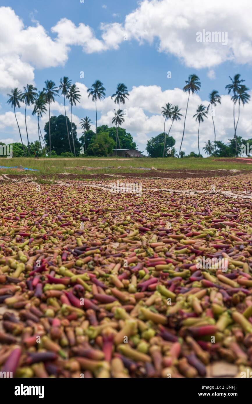 Clove Drying on the thatched mats at Pemba island, Zanzibar, Tanzania ...