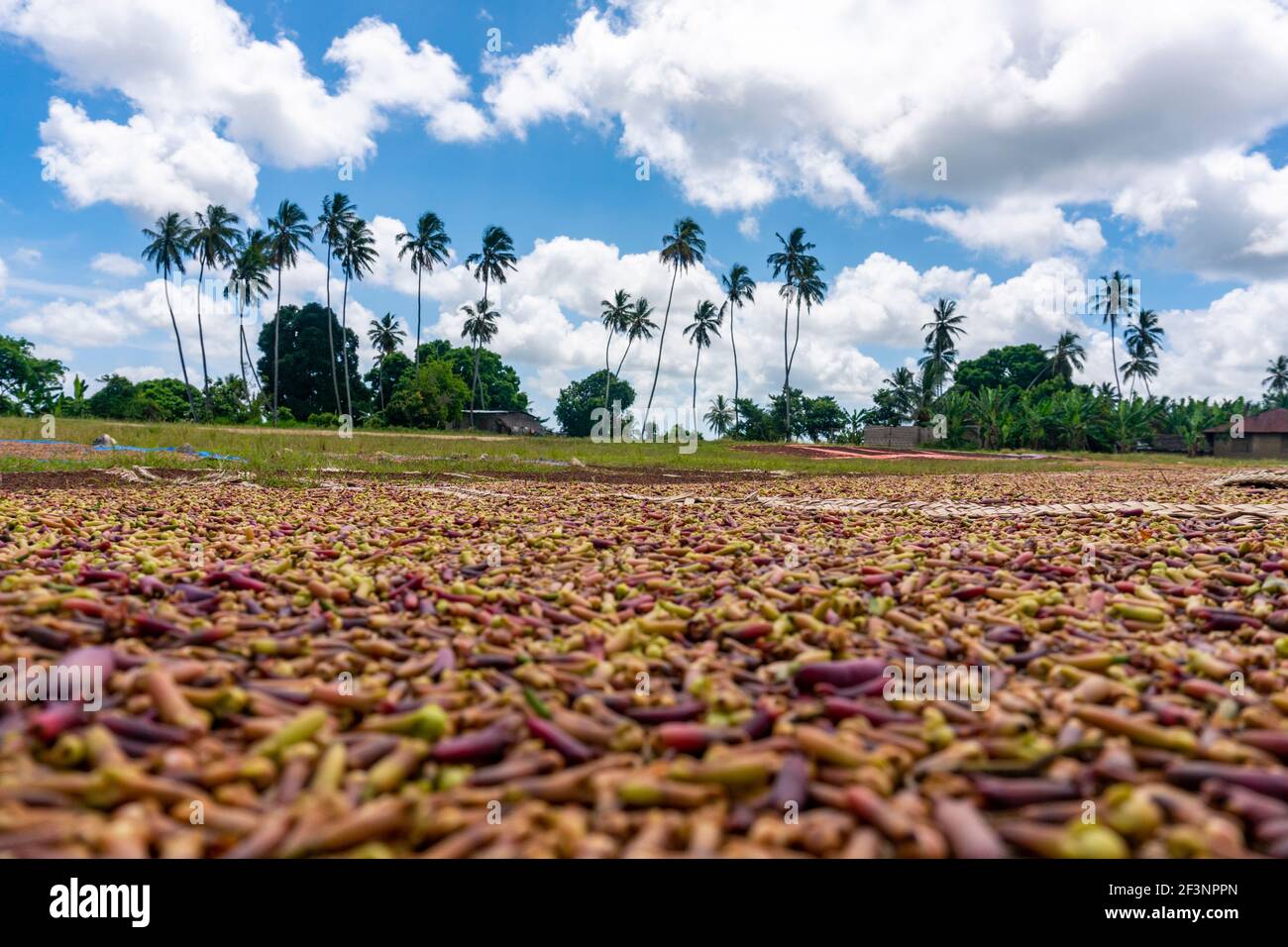 Zanzibar farm agriculture spice hi-res stock photography and images - Alamy