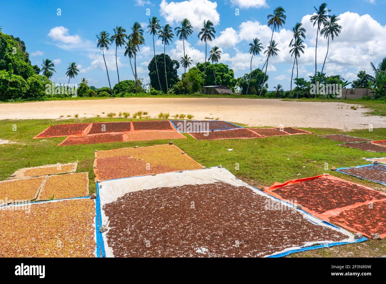 Clove Drying on the thatched mats at Pemba island, Zanzibar, Tanzania ...