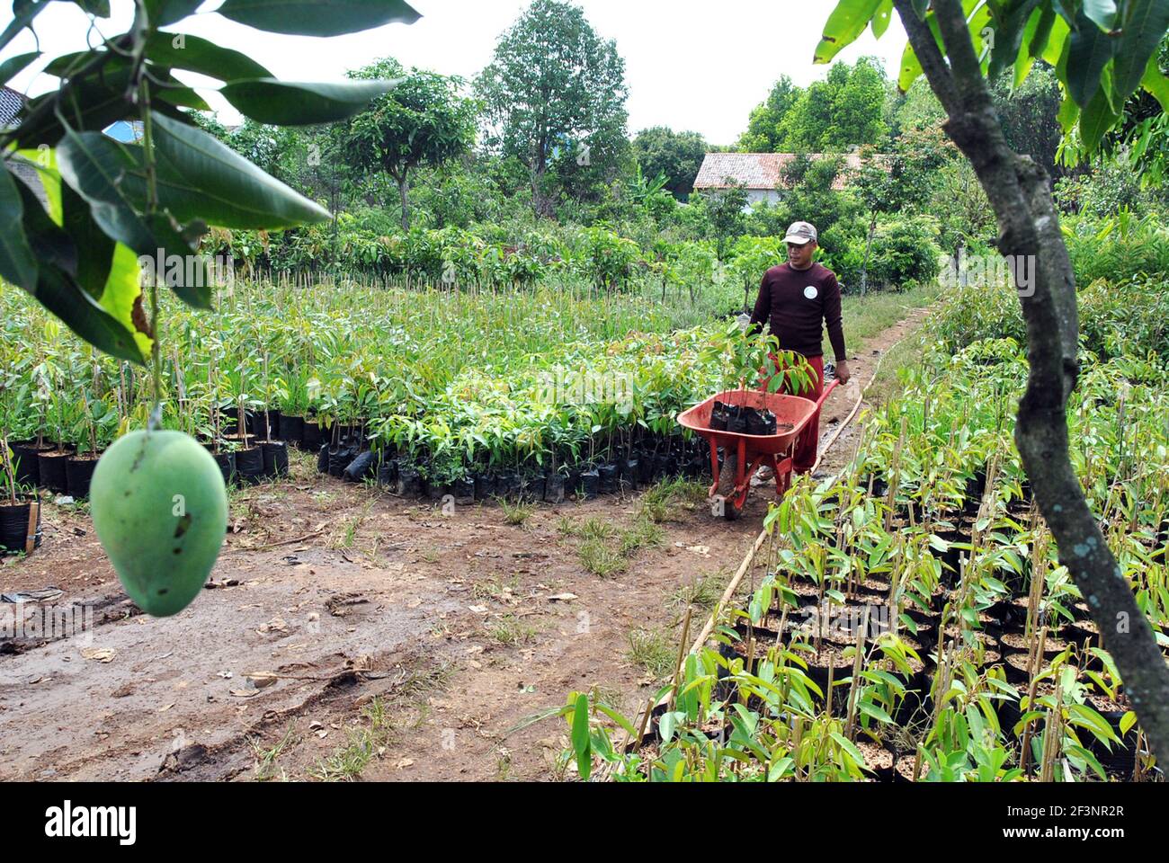 Economic Business Cultivated Plants in Indonesia Stock Photo - Alamy