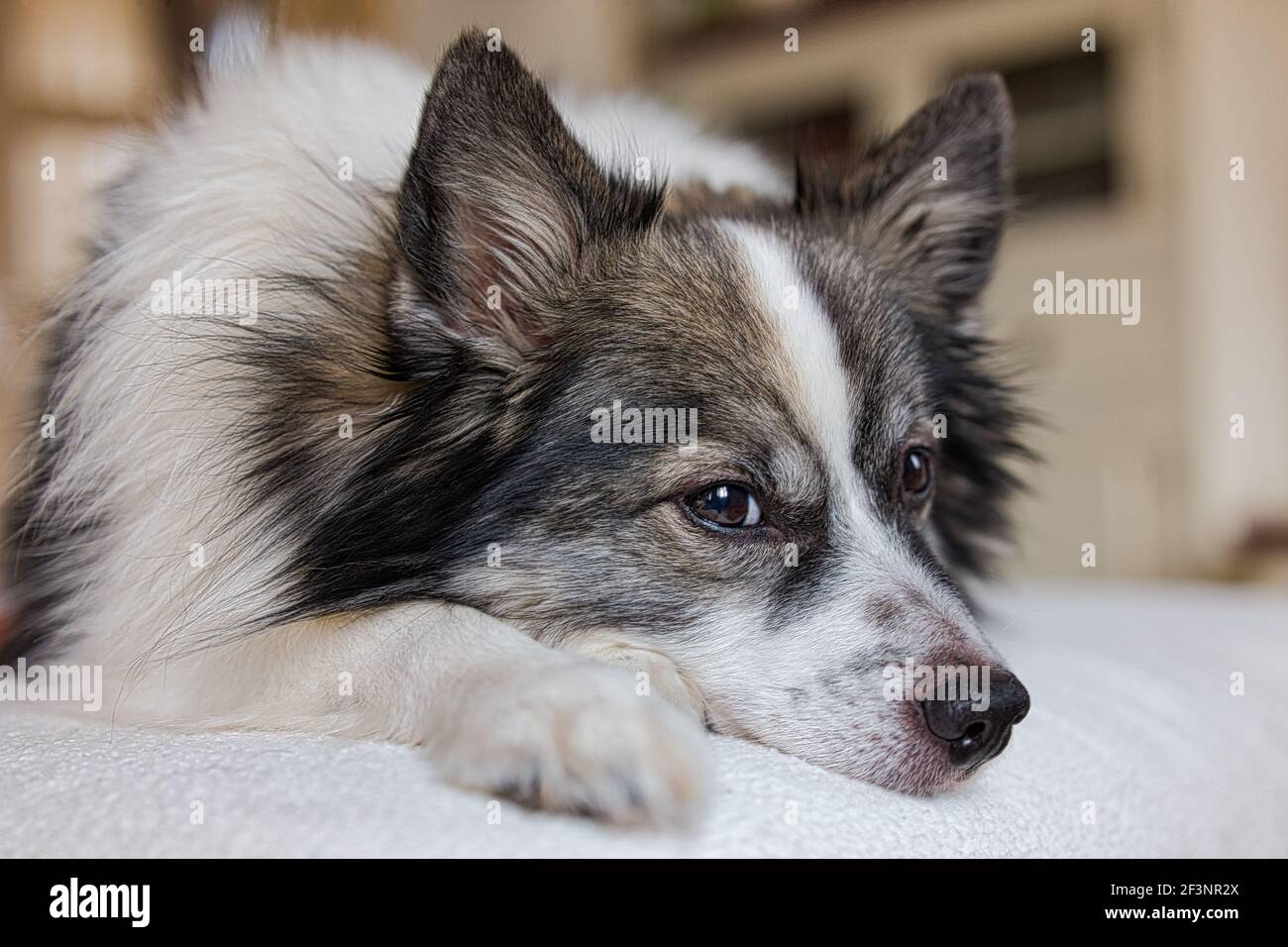 German spitz dog hi-res stock photography and images - Alamy