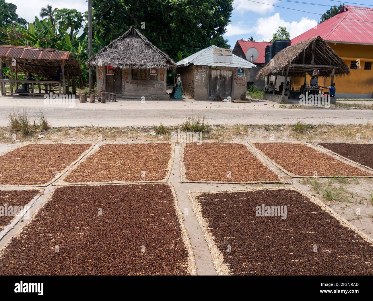 Clove Drying on the thatched mats along the Road at Pemba island ...