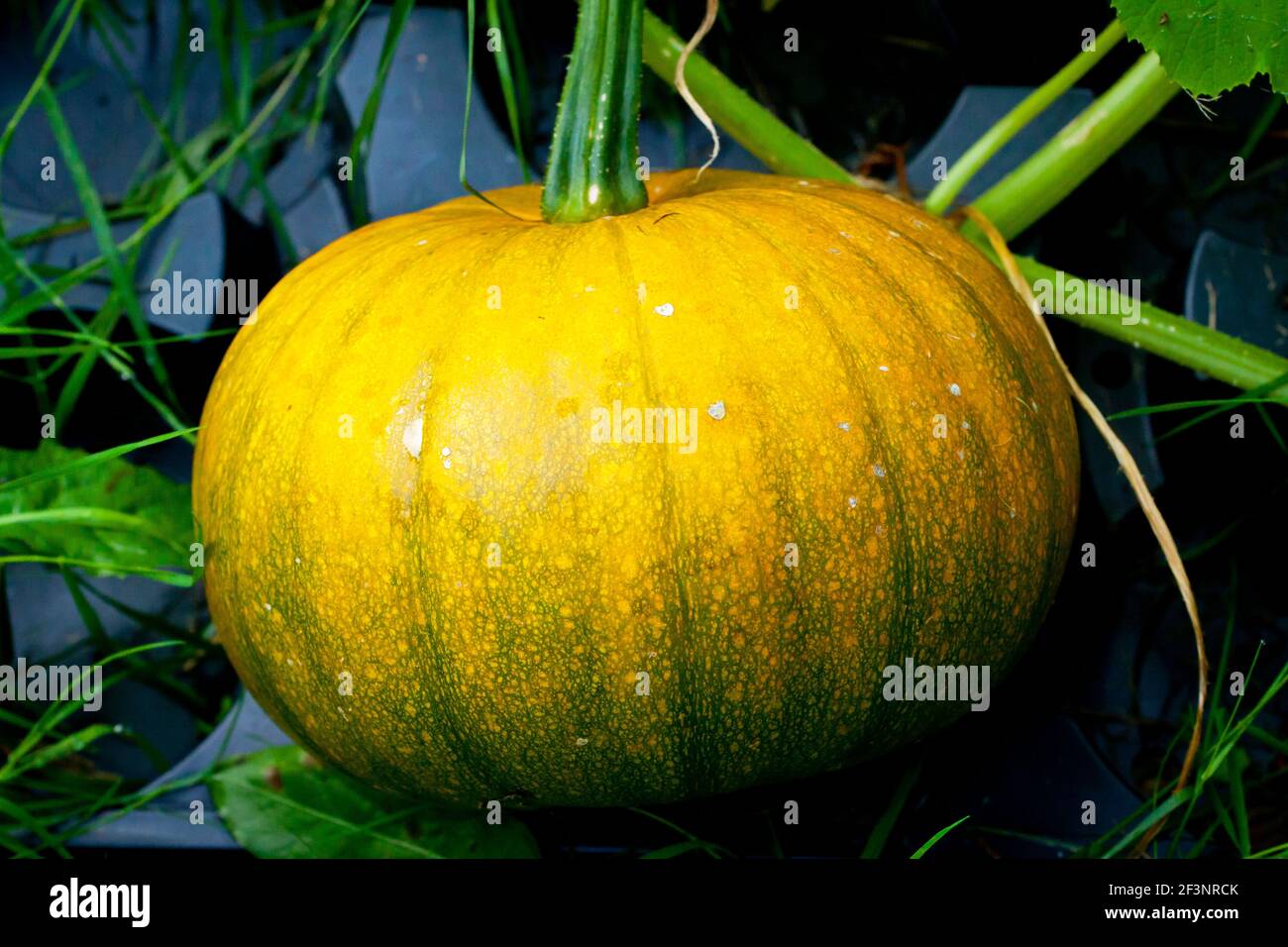 Very large pumpkin hi-res stock photography and images - Alamy