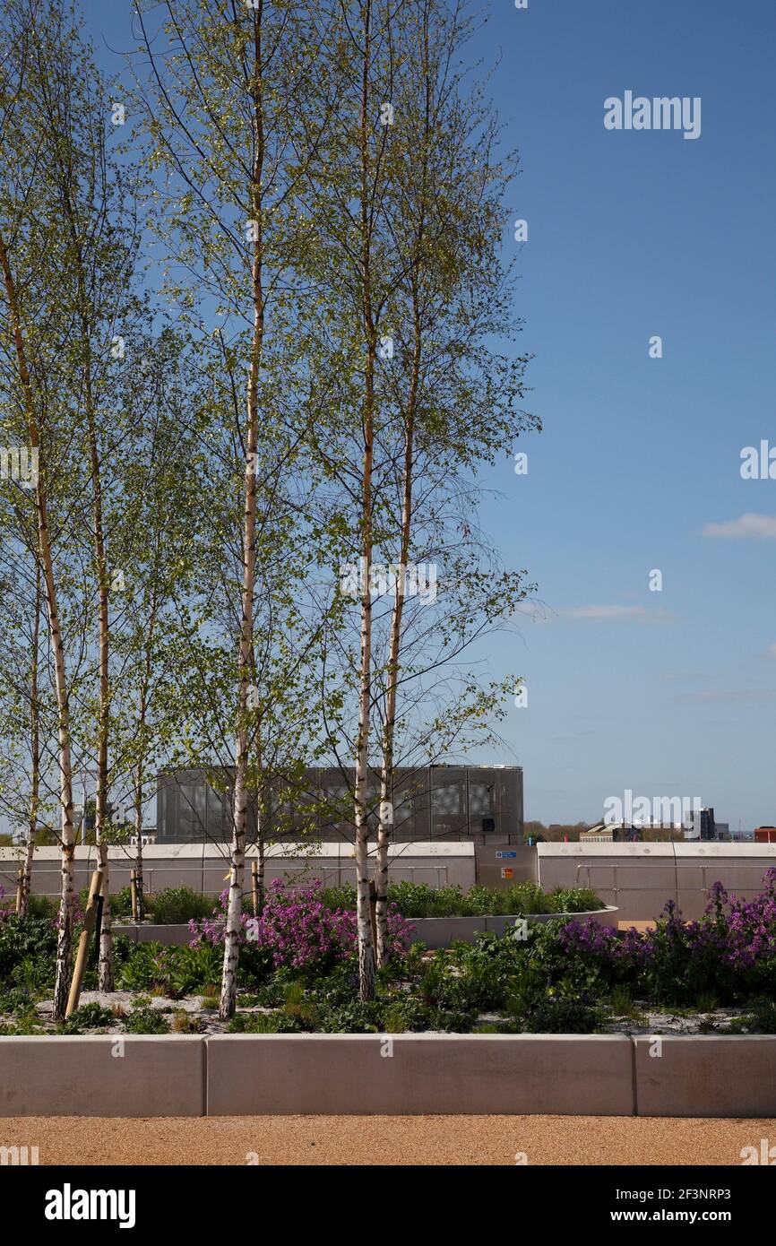 Concrete edged flower bed with silver birches | | Designer: LDA ...