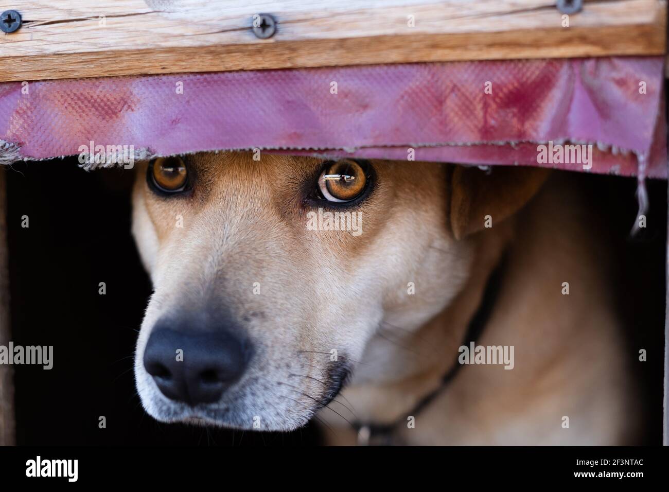 A light-colored dog peeps from under the curtain in the booth Stock ...