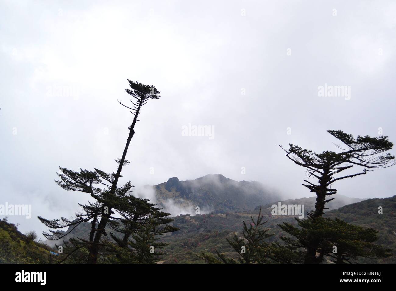 Pine tree with floating fog and beautiful landscape Stock Photo - Alamy