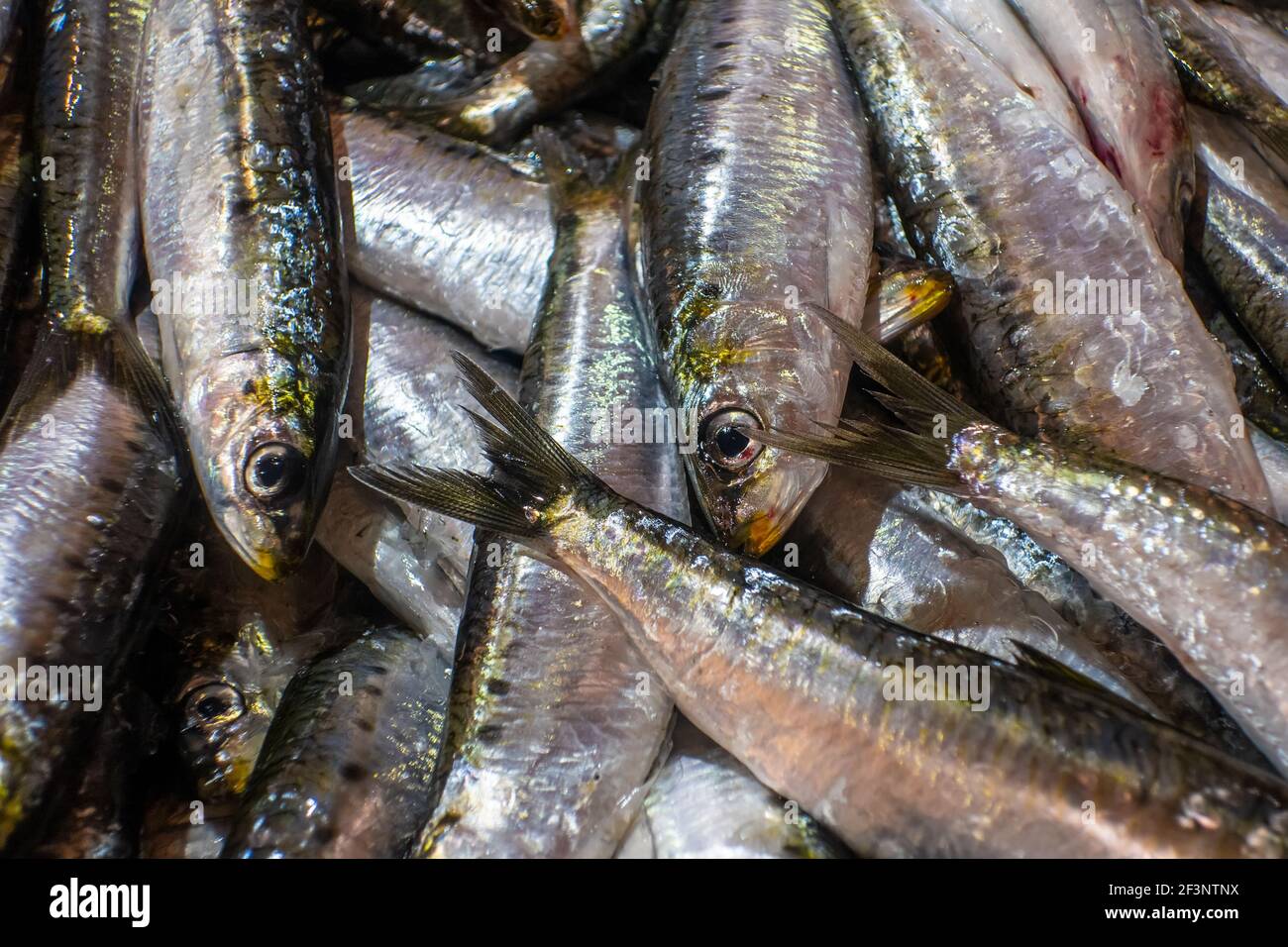 Varieties of fresh fish in market in Tavira, Algarve Portugal Stock ...