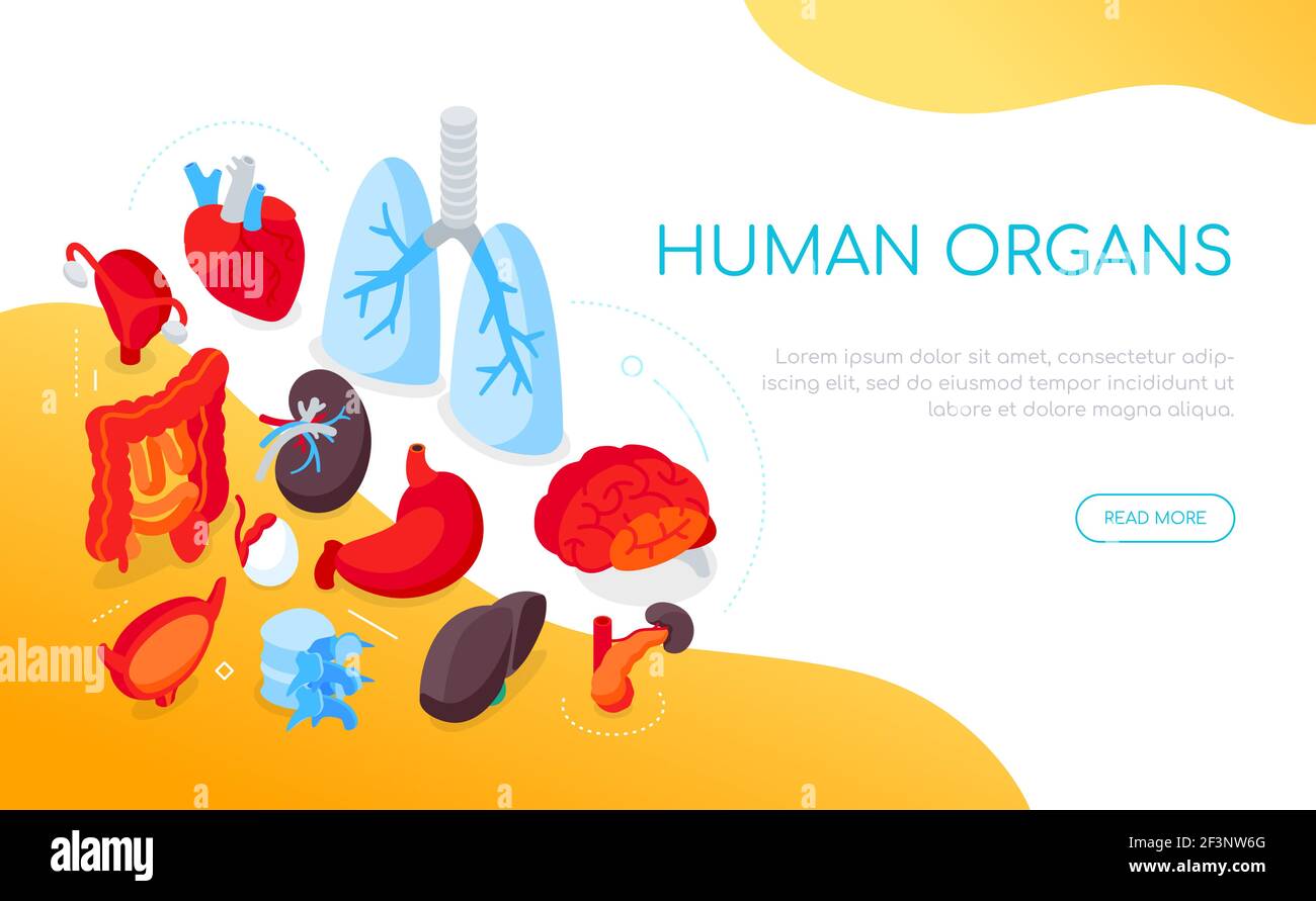 Human internal organs - modern colorful isometric web banner with copy ...