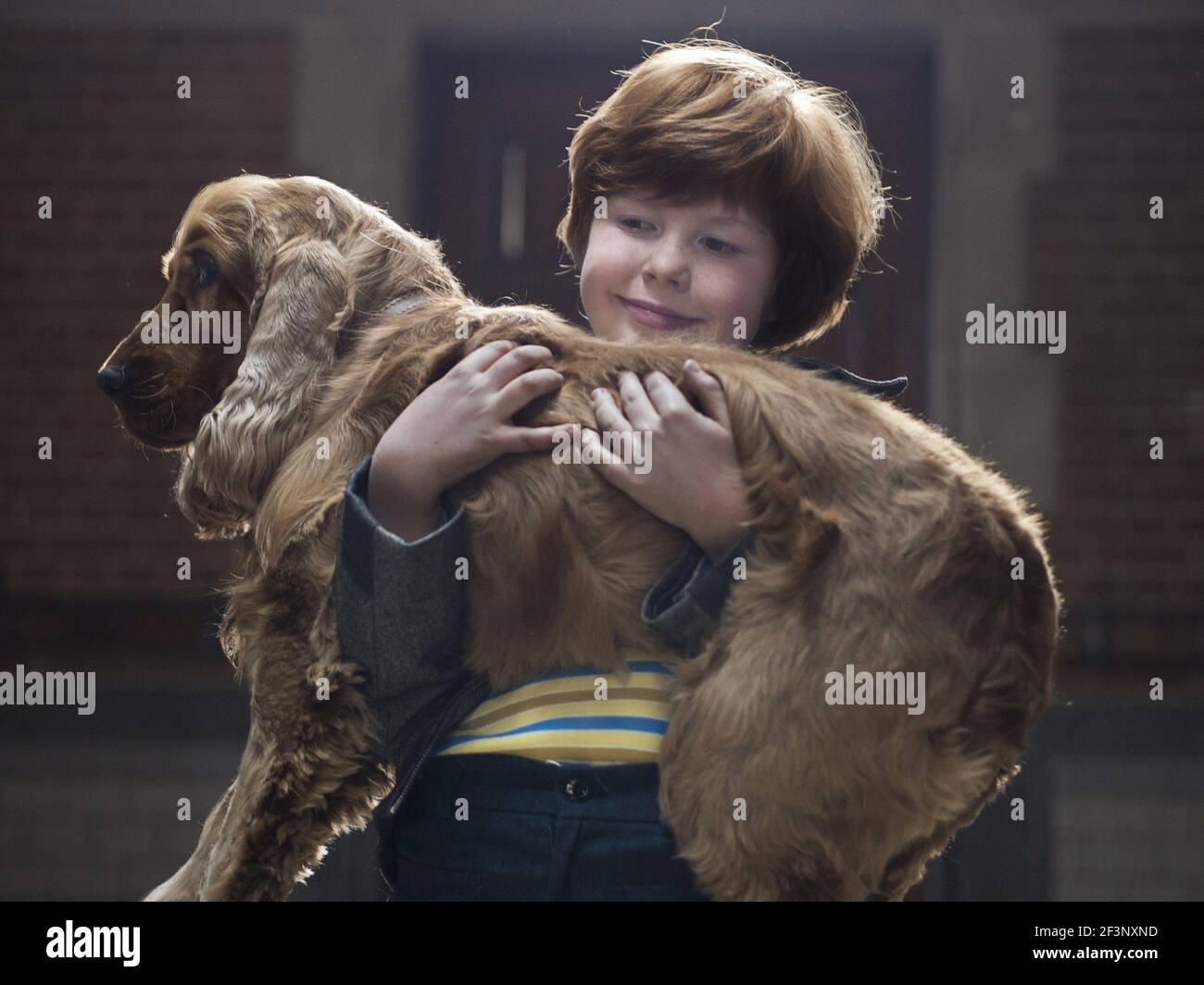 Boy with cocker spaniel hi-res stock photography and images - Alamy